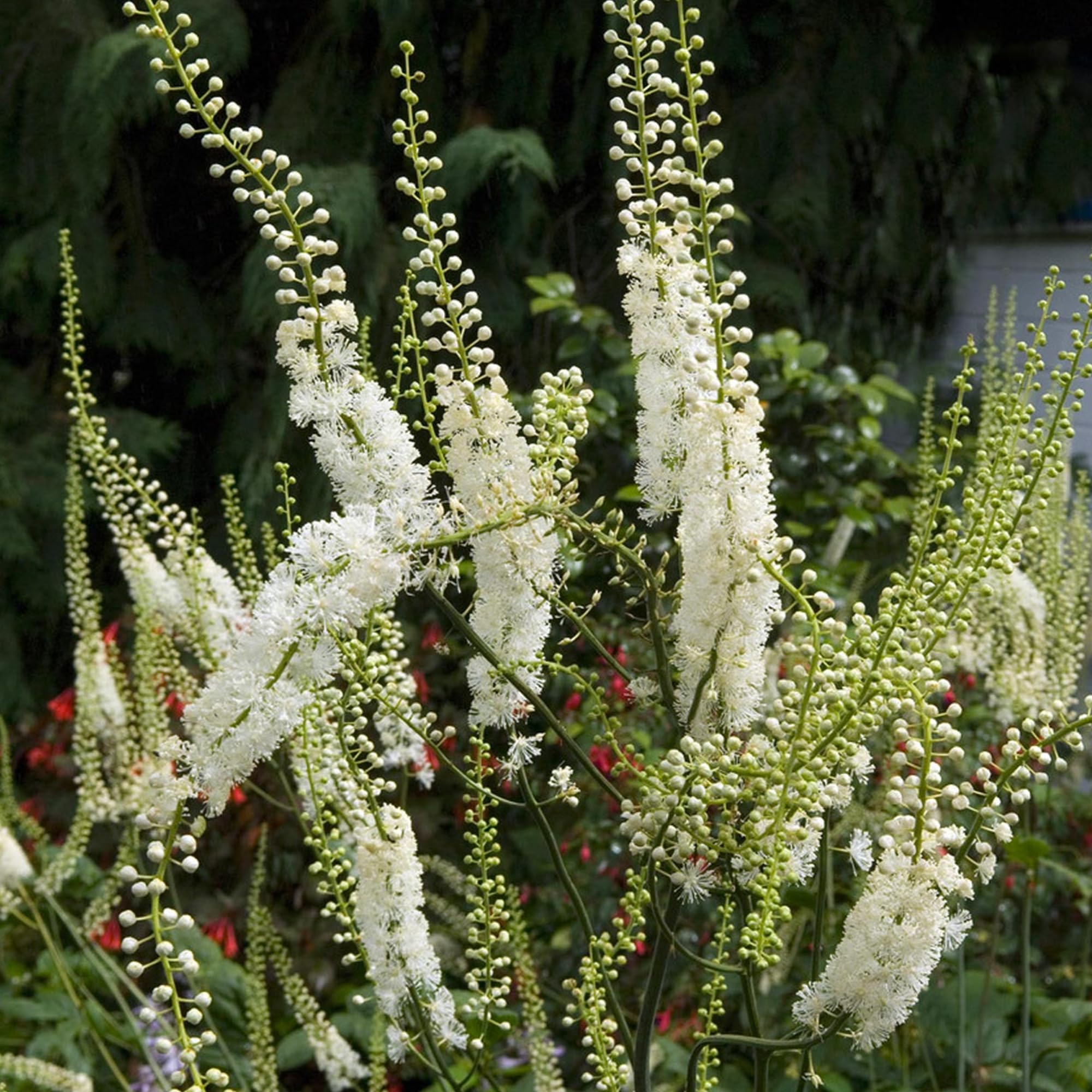 black cohosh for natural menopause support