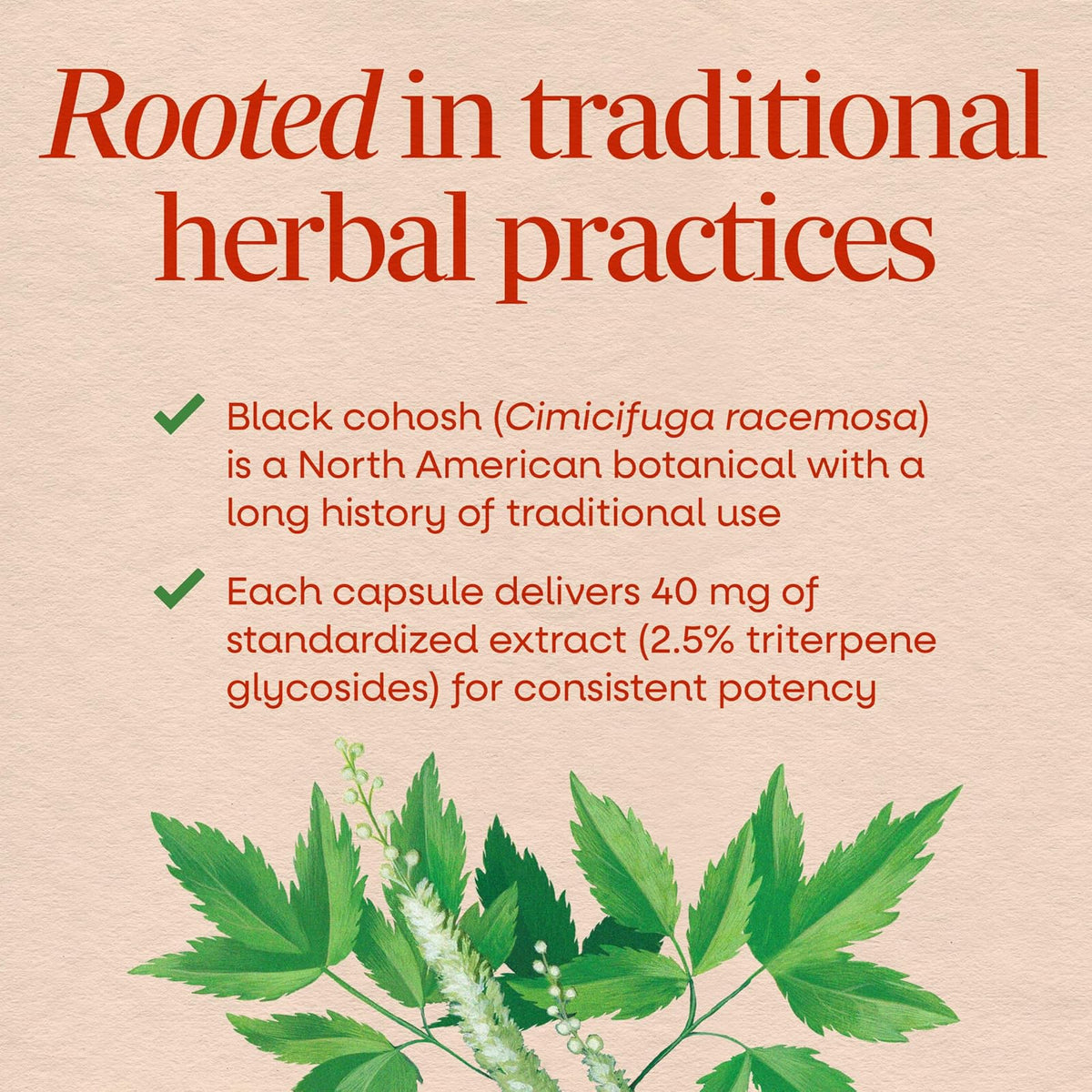 black cohosh herbal remedy for hot flashes