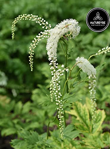 black cohosh plant extract for natural relief