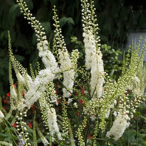 black cohosh plant for herbal wellness