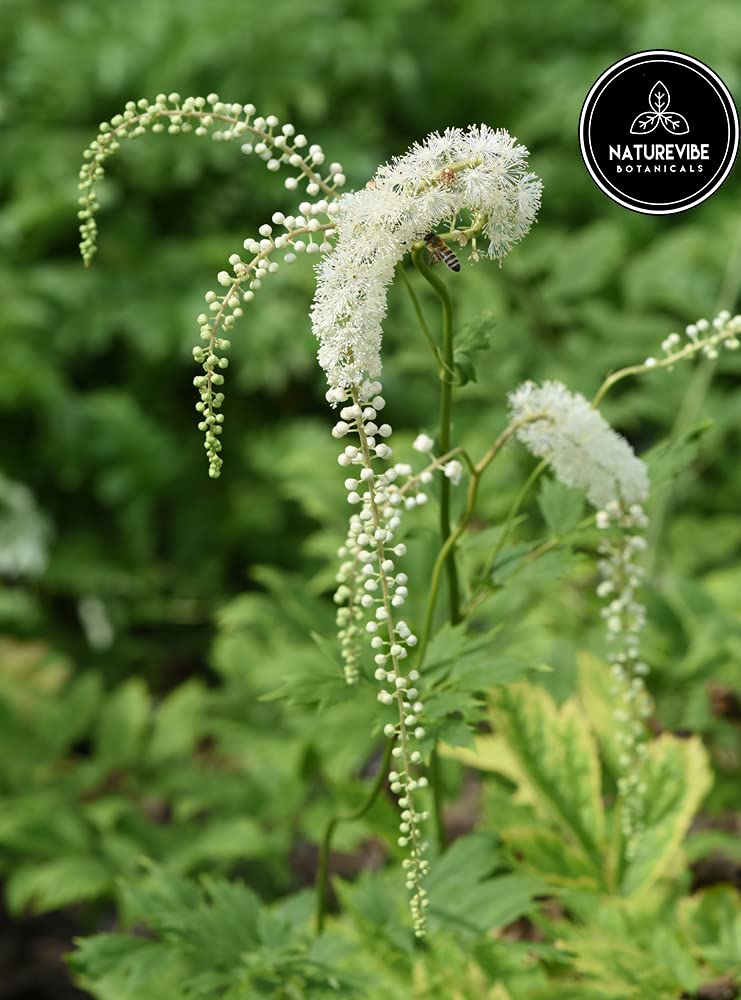black cohosh tea for soothing symptoms