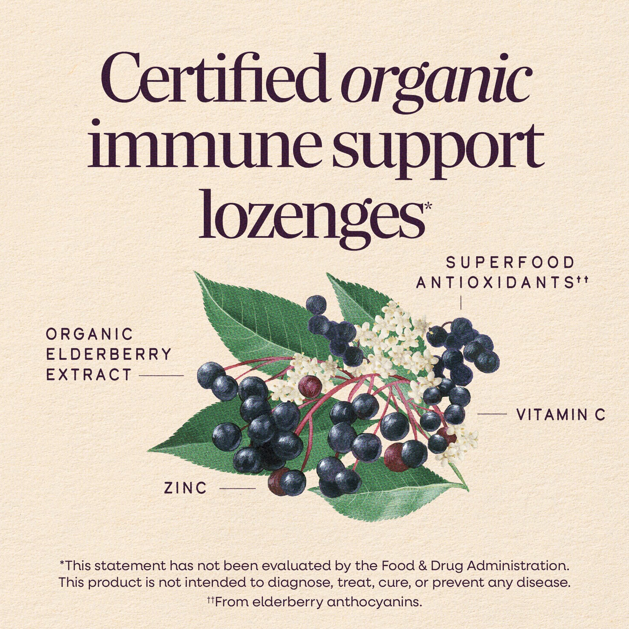 Black elderberry extract for immune health