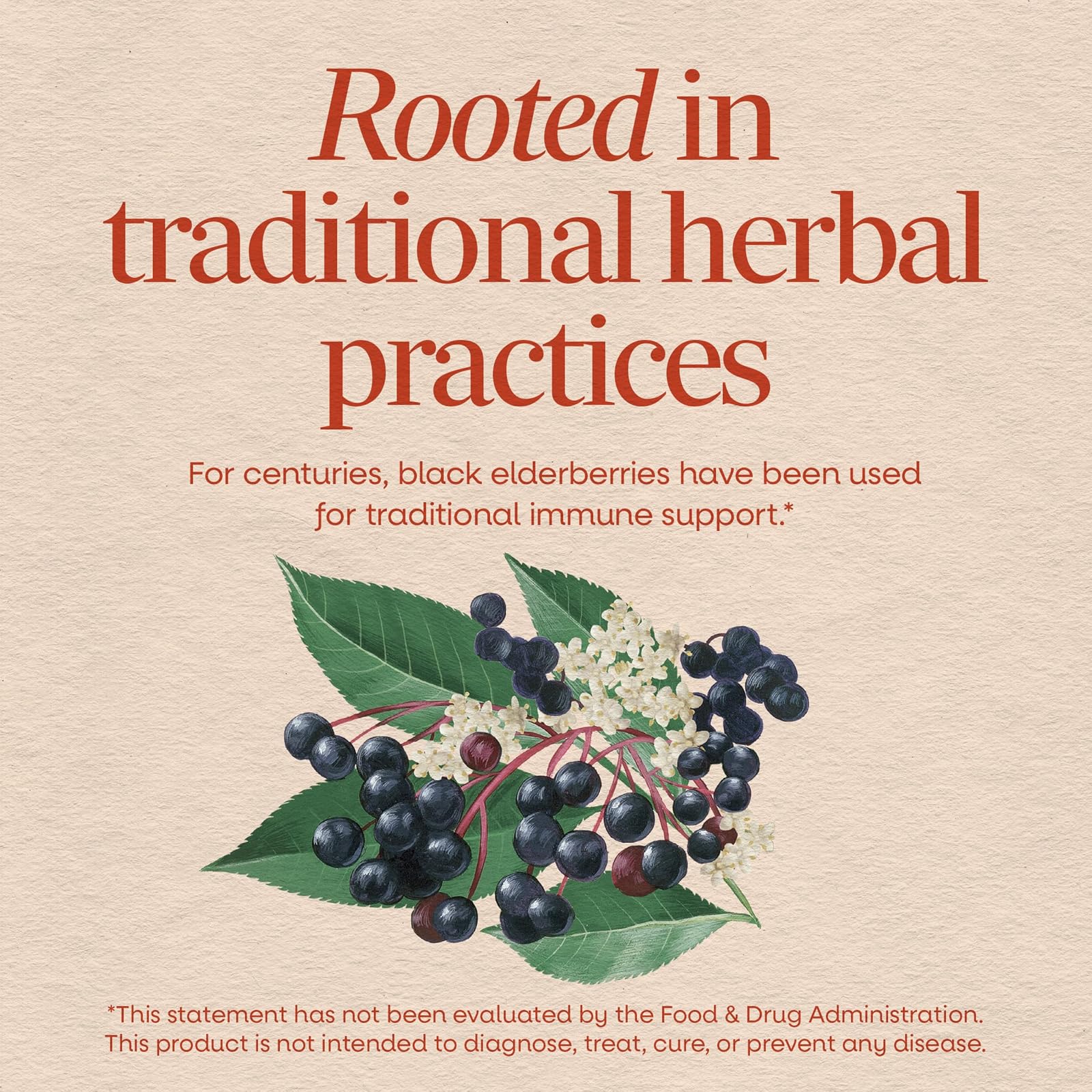 Black elderberry extract for seasonal support