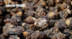 black maca root for hormonal balance