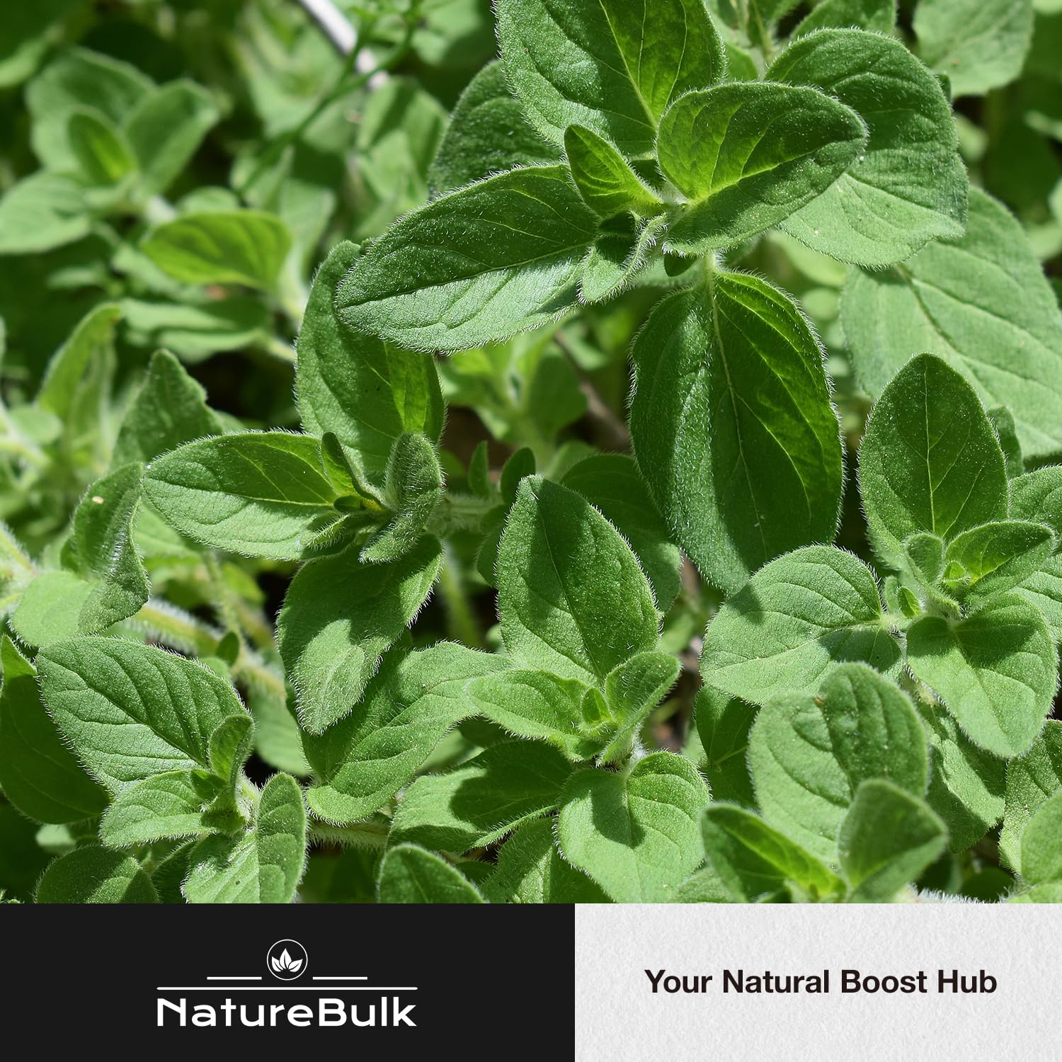 Black seed oil and oregano oil benefits