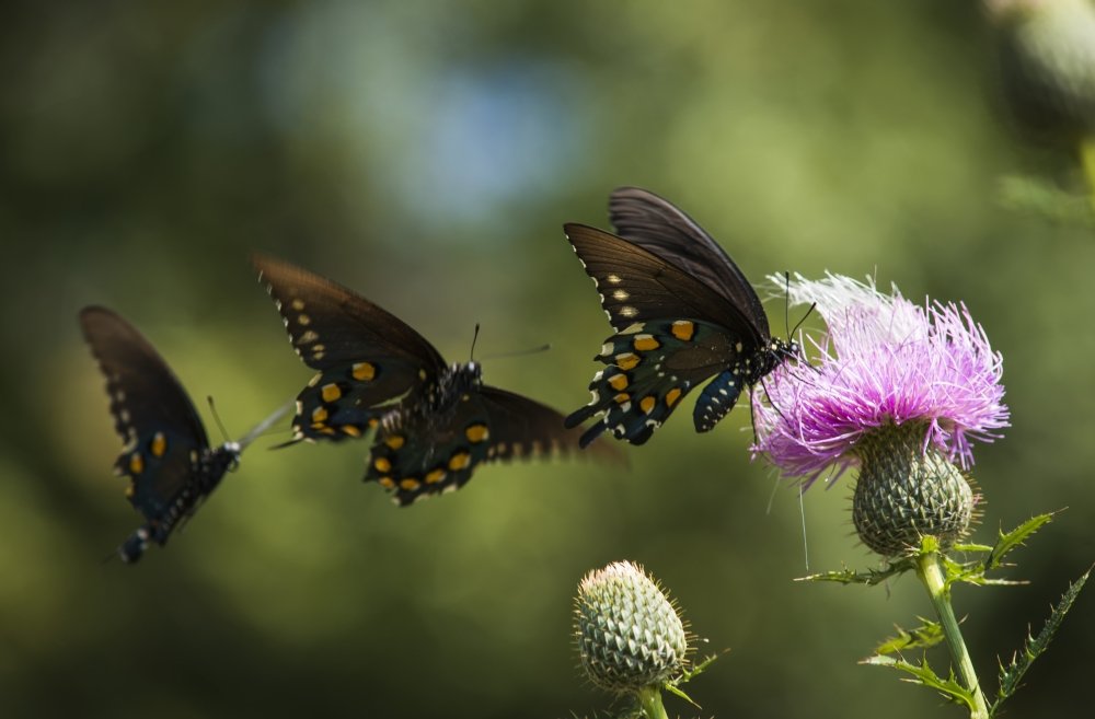 Black Swallowtail Butterflies poster print