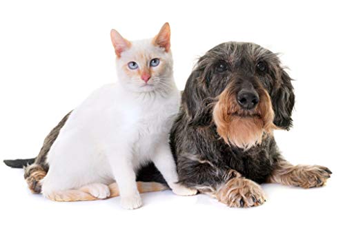 Bladder support chews for dogs