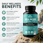 bladderwrack and burdock benefits