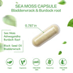 Bladderwrack and burdock root benefits