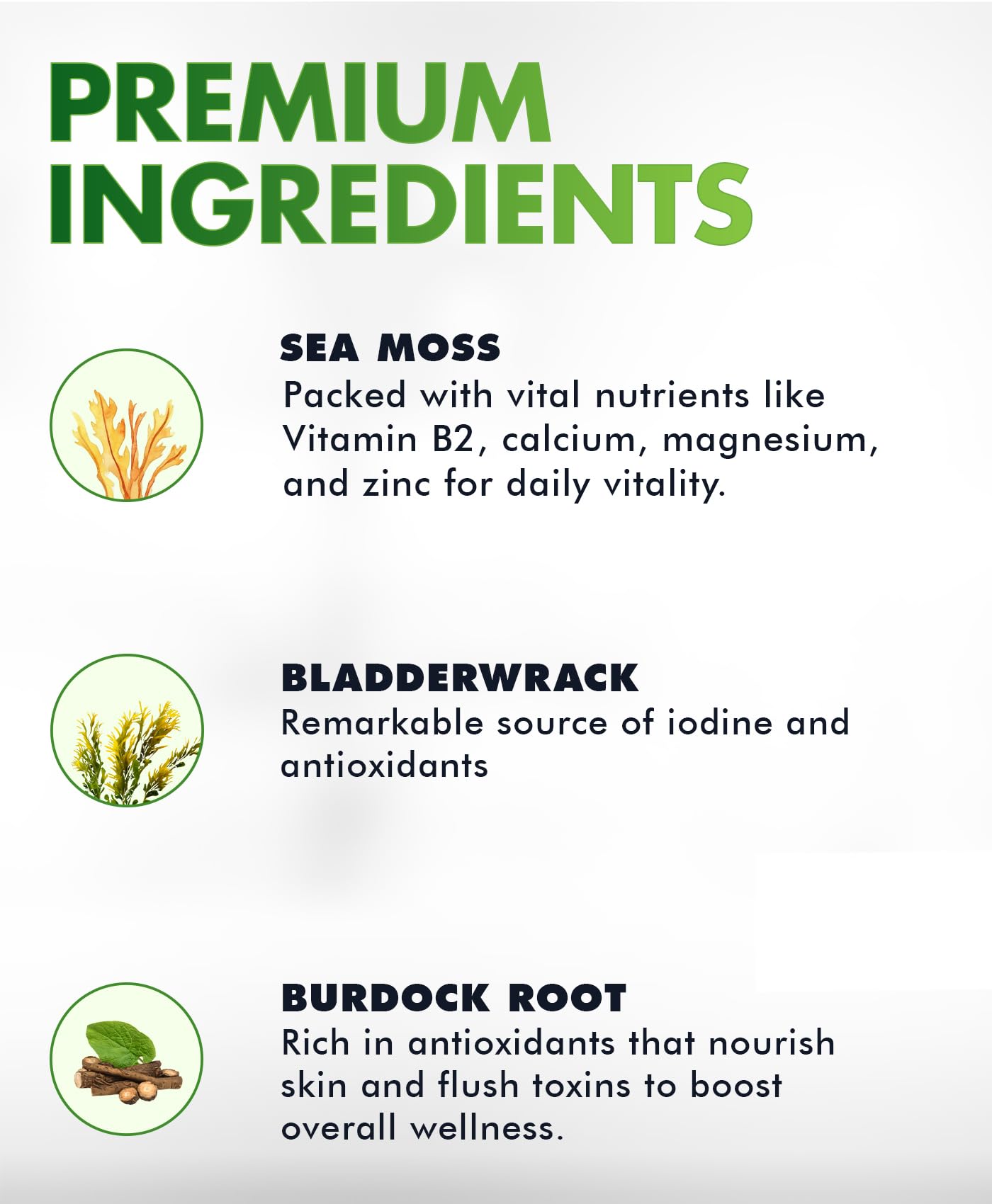 bladderwrack and burdock root benefits