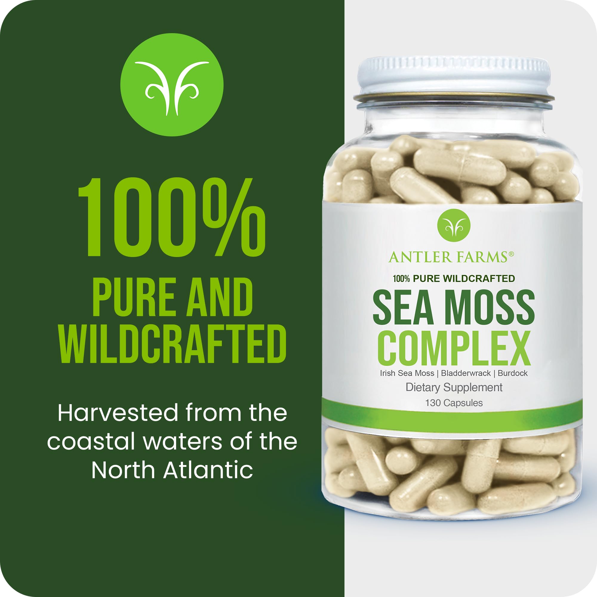 bladderwrack and burdock root benefits