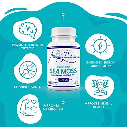bladderwrack and burdock root blend