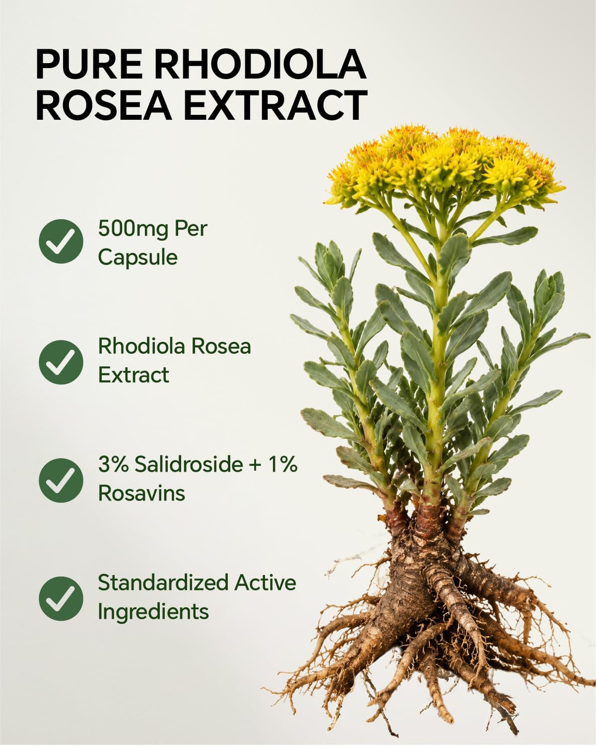 Blavenique Rhodiola Rosea adaptogen benefits