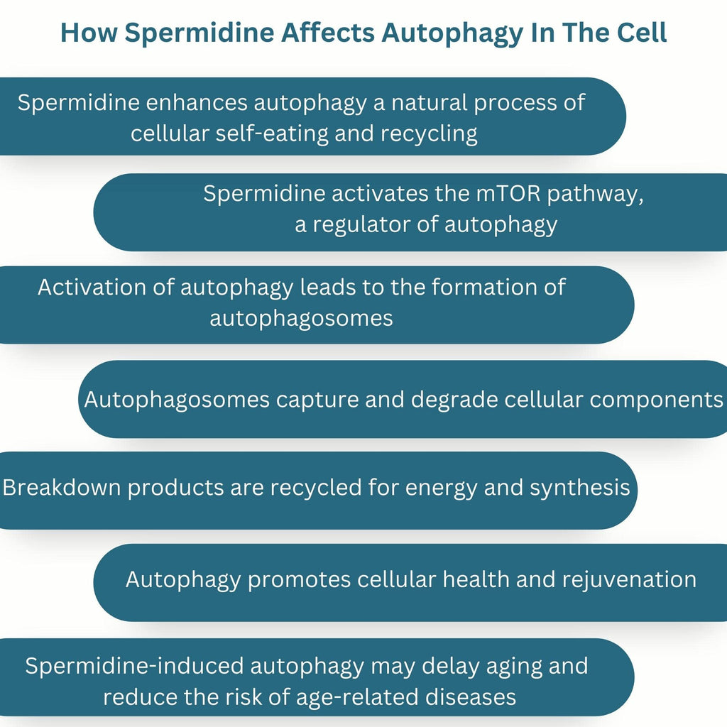 blended supplements for healthy aging