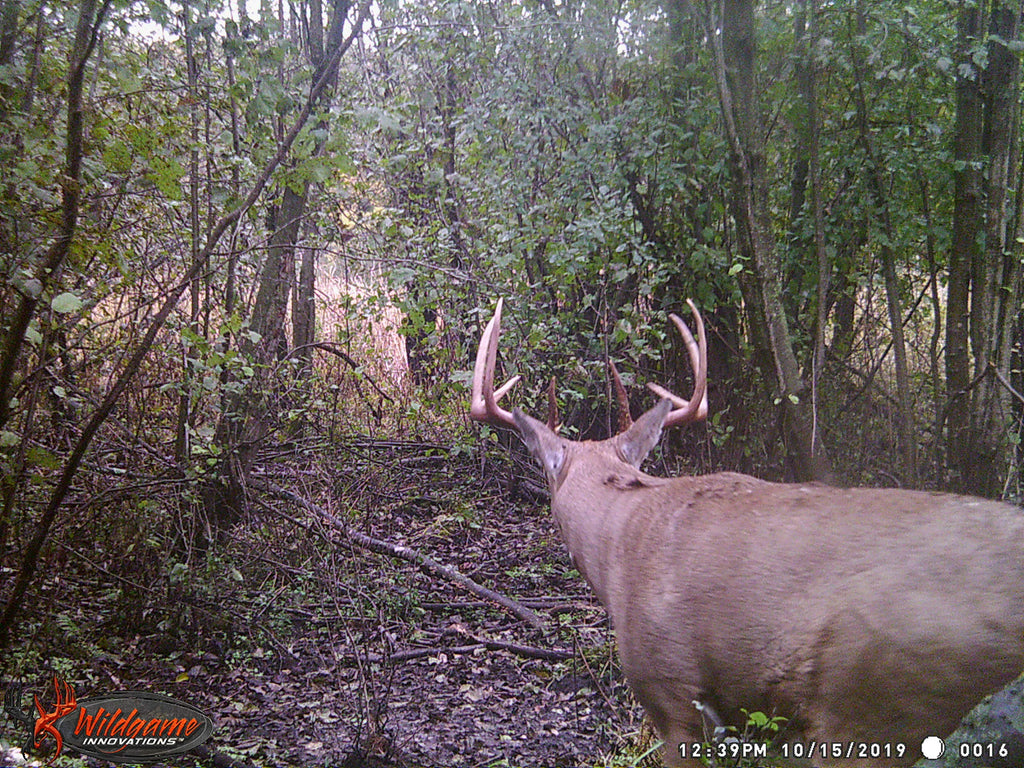 blended supplements for healthy deer