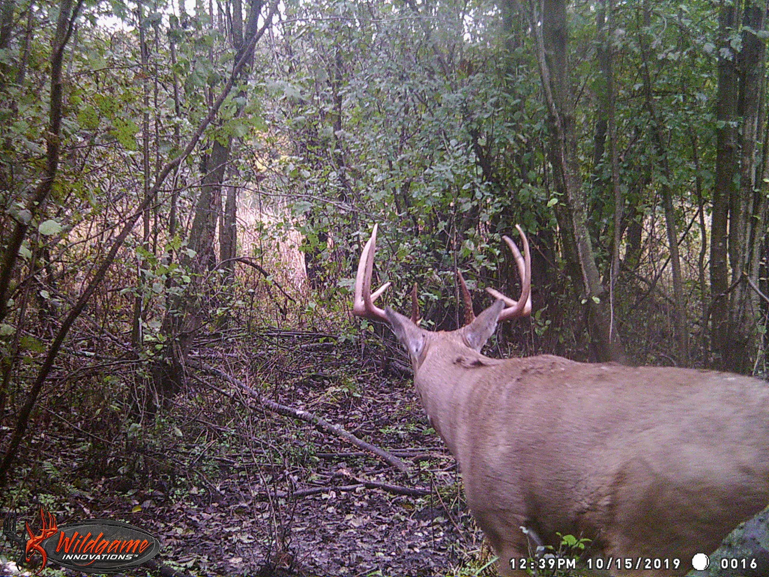 blended supplements for healthy deer