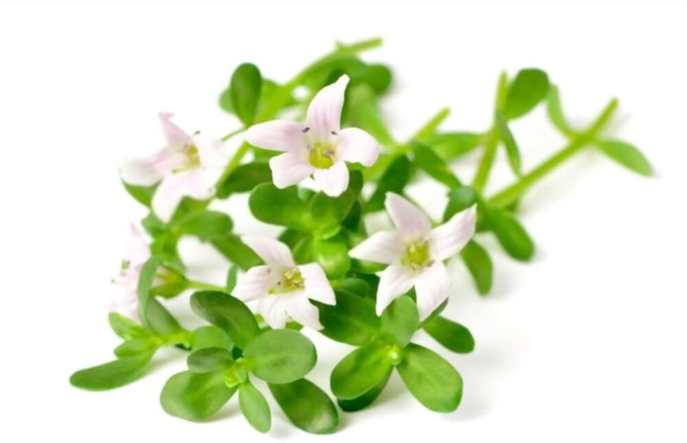 blended supplements for holistic health