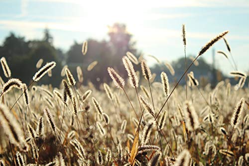 blended vitamin for seasonal allergies