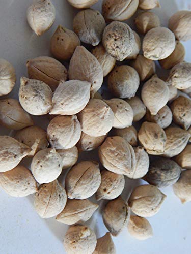 blended vitamin & mineral supplements for wellness