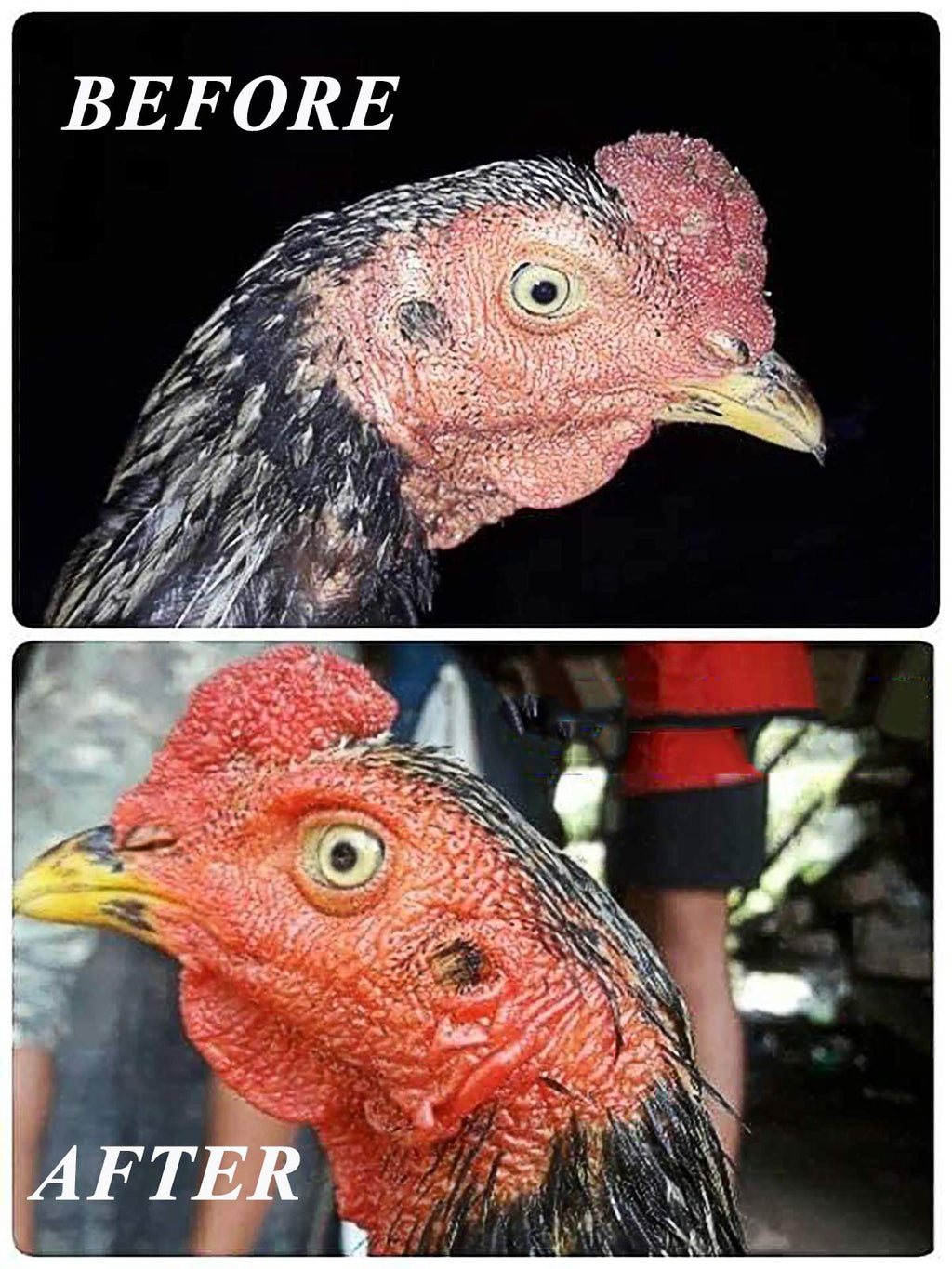 blended vitamins for stronger chickens