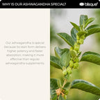 Blisque ashwagandha for better sleep