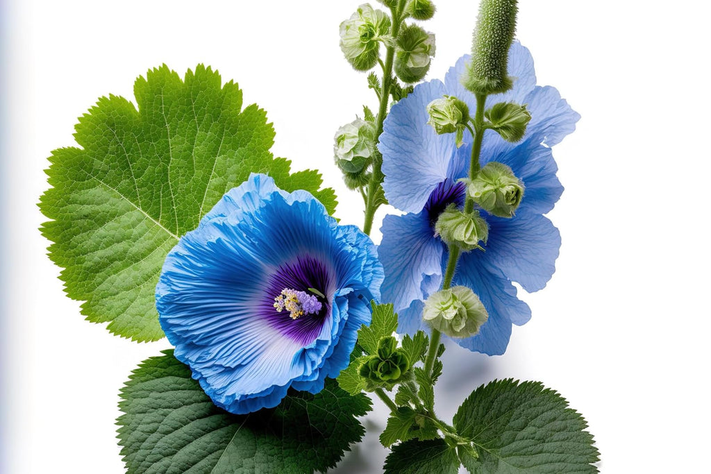 blue mallow flowers for calming tea