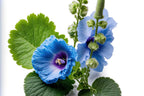 blue mallow flowers for calming tea