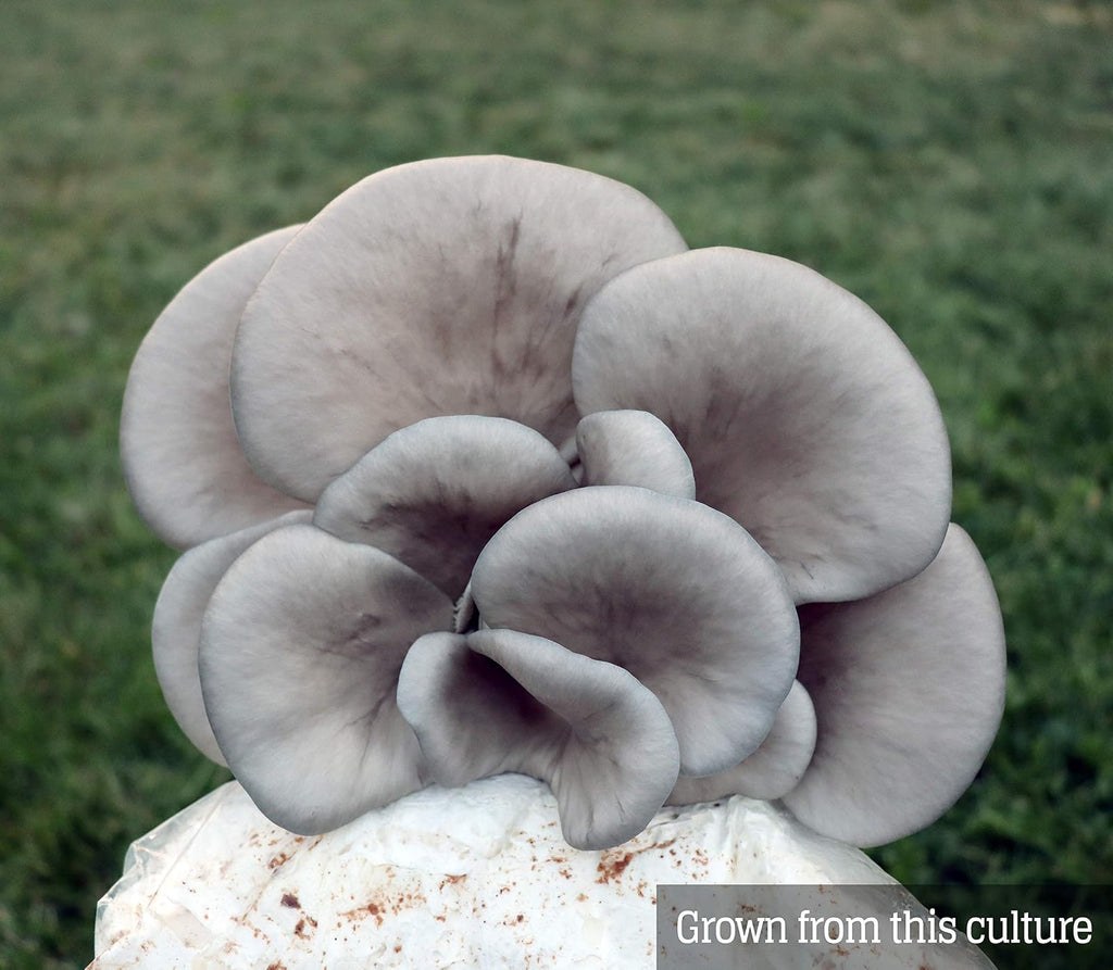 Blue Oyster mushroom cultivation kit