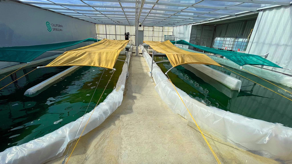 Blue spirulina for enhanced nutrition