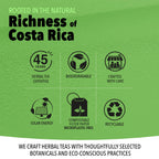 Boldo Tea for soothing herbal remedy