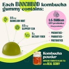 BoochBod kombucha gummies for wellness