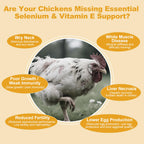 Boost chicken immunity with vitamin E
