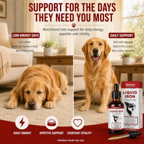boost dog energy levels naturally