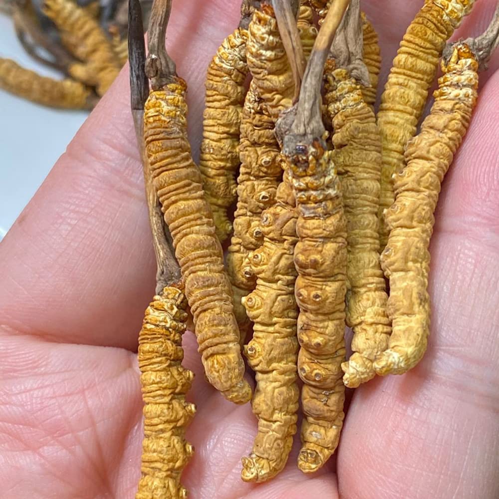 boost energy with cordyceps mushrooms