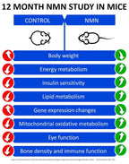 boost energy with NMN