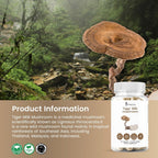 boost energy with Tiger Milk Mushroom
