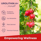 Boost energy with Urolithin A capsules