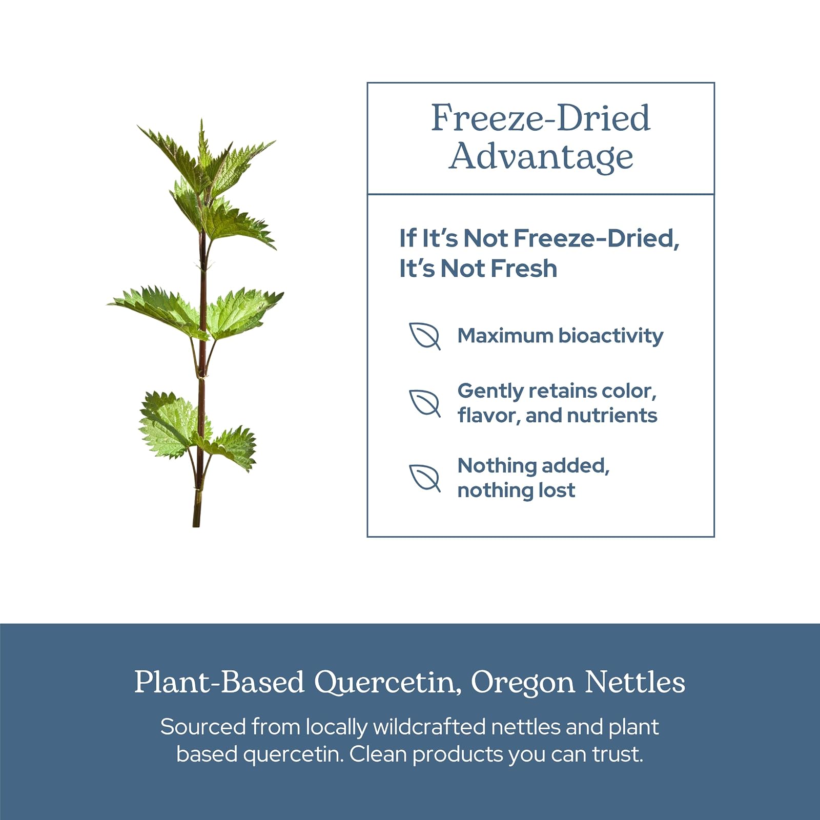 Boost immunity with nettle quercetin