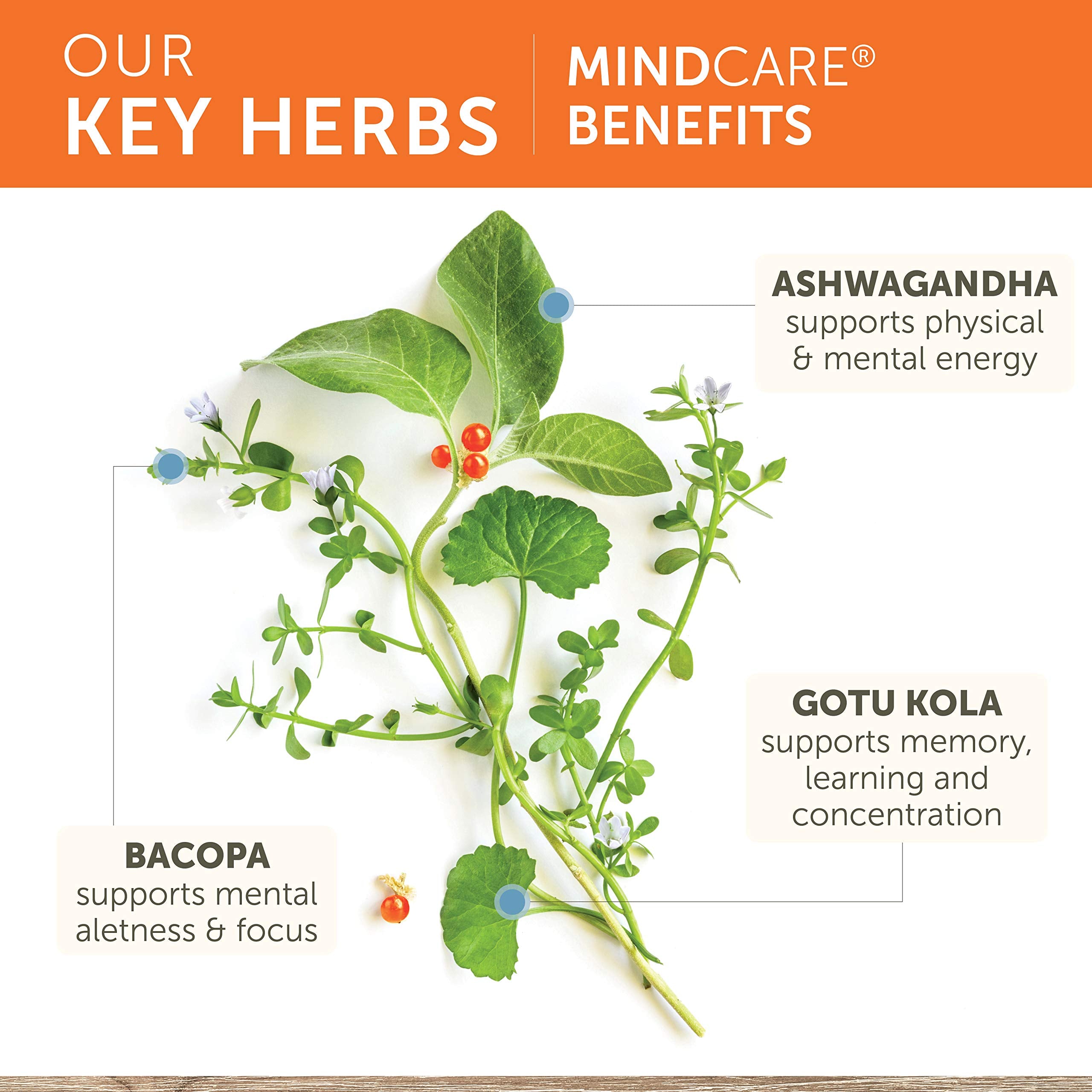 boost memory with bacopa monnieri