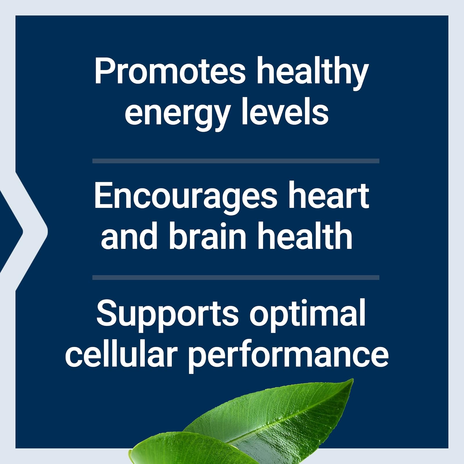 boost metabolism with l-carnitine