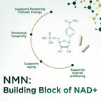 Boost metabolism with NMN 500 mg