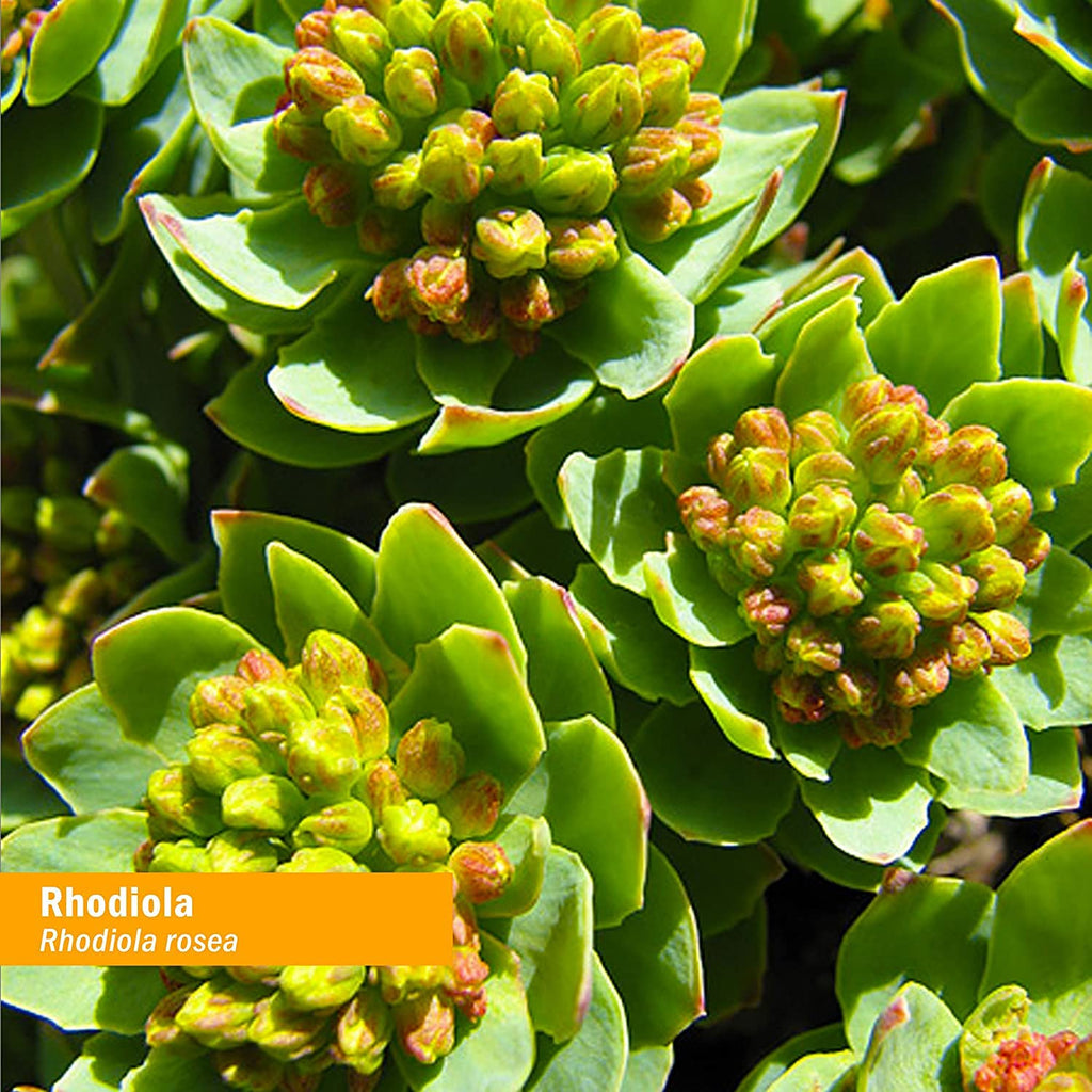 boost mood with rhodiola glycerite