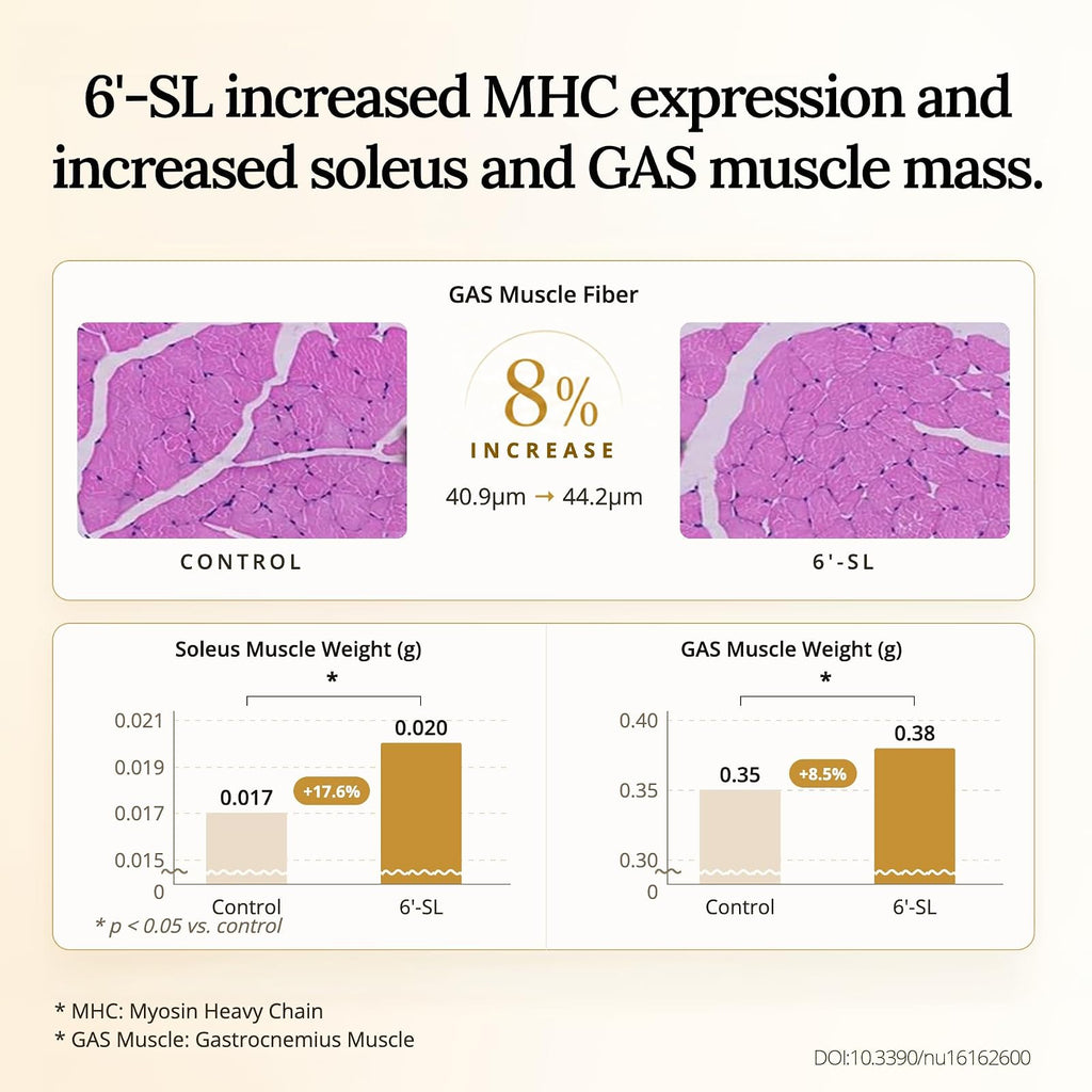 Boost muscle health with 6-Sialyllactose
