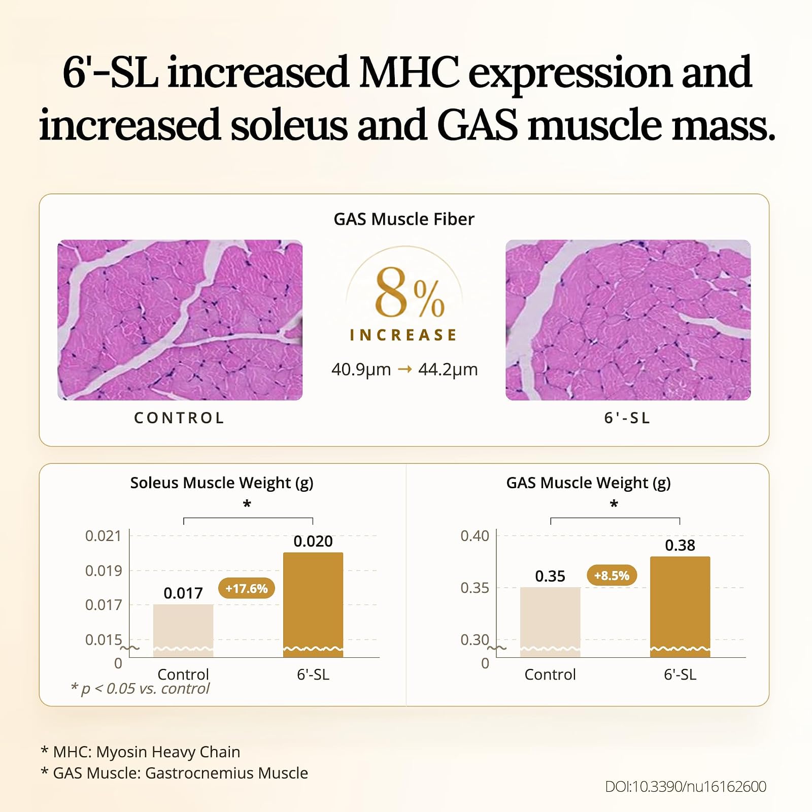 Boost muscle health with 6-Sialyllactose
