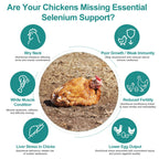 Boost poultry immunity with selenium