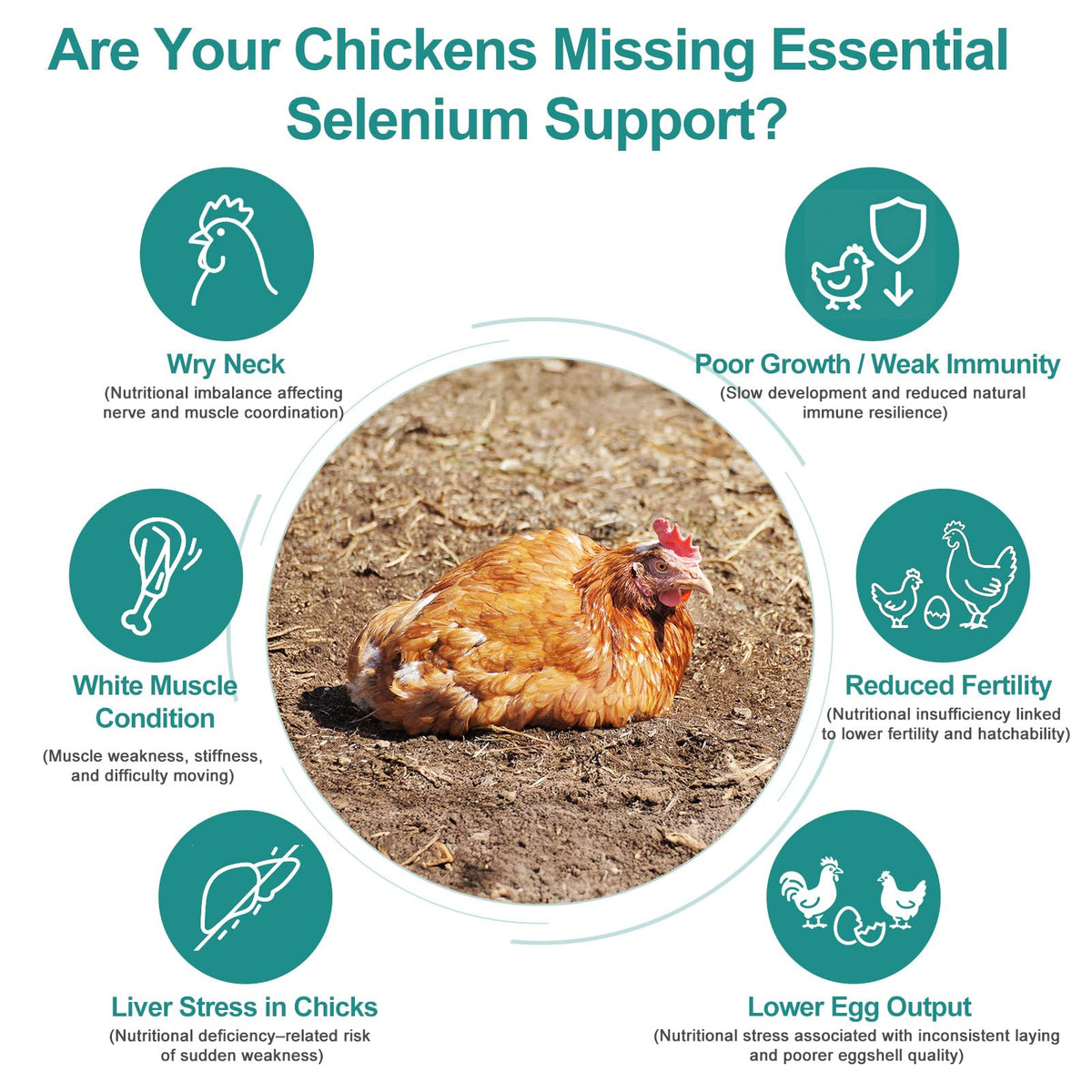 Boost poultry immunity with selenium