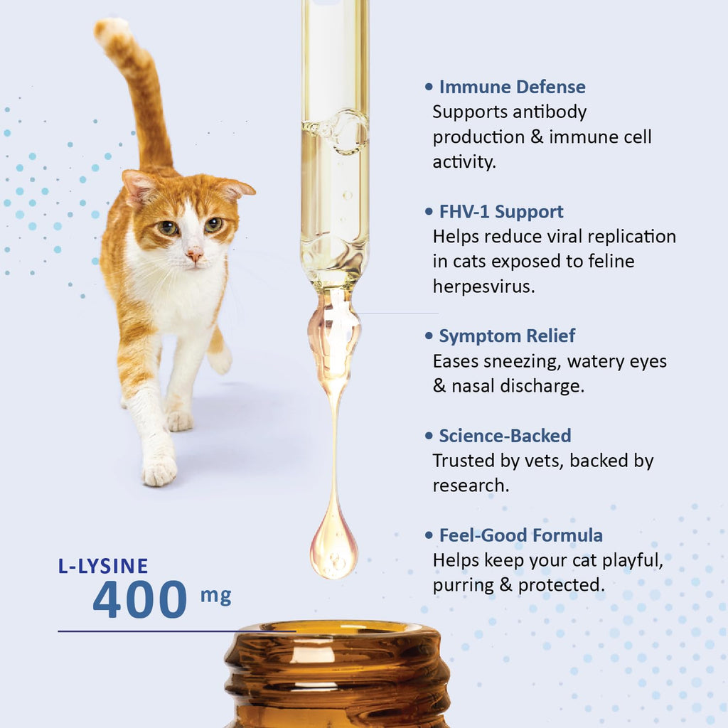 Boost your cat's immune system