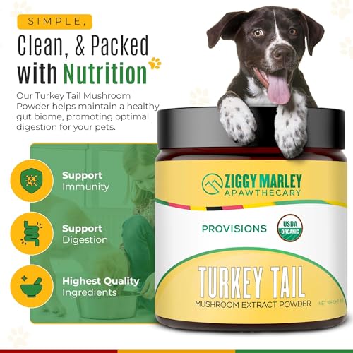 boost your dog's health with mushrooms