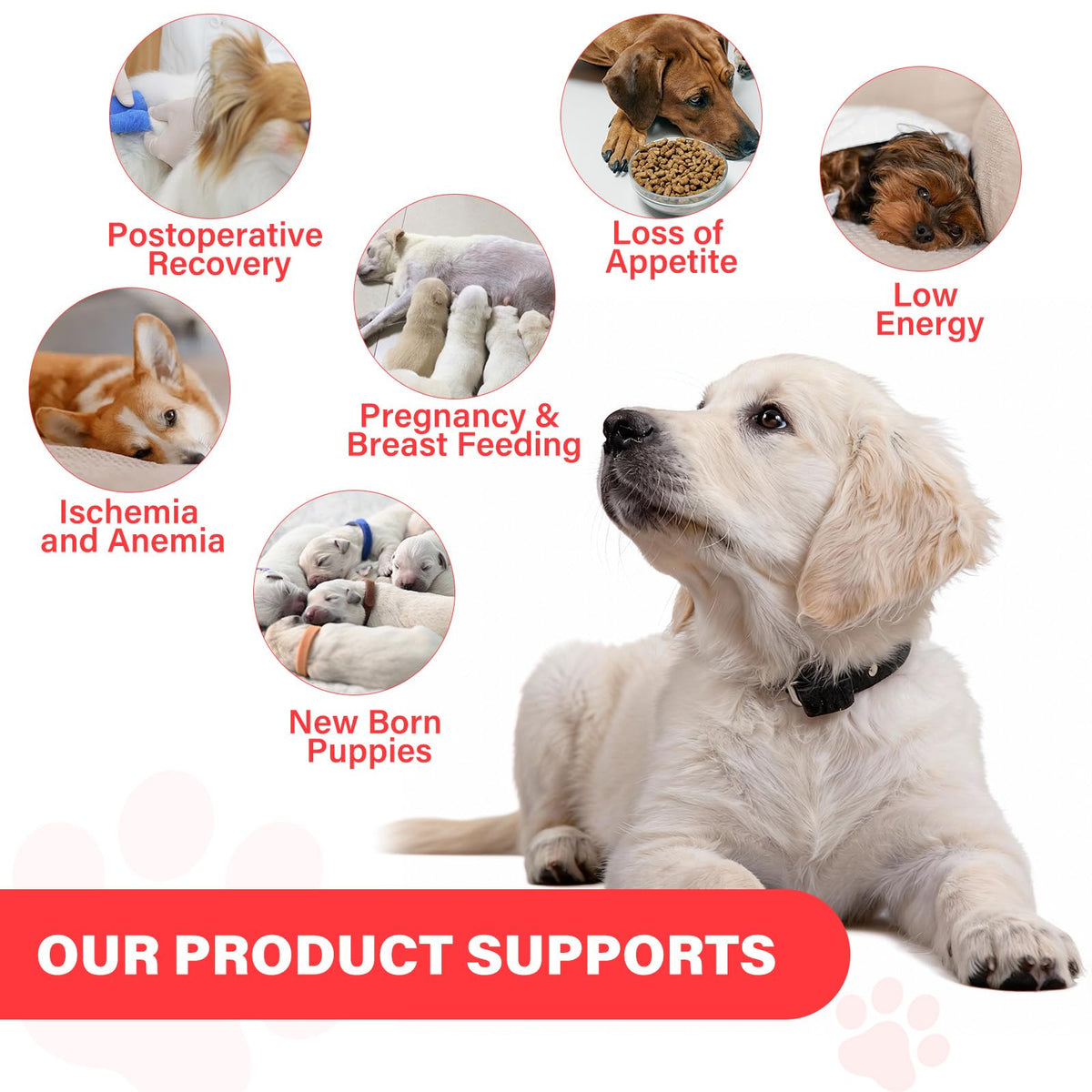 boost your dog's iron levels