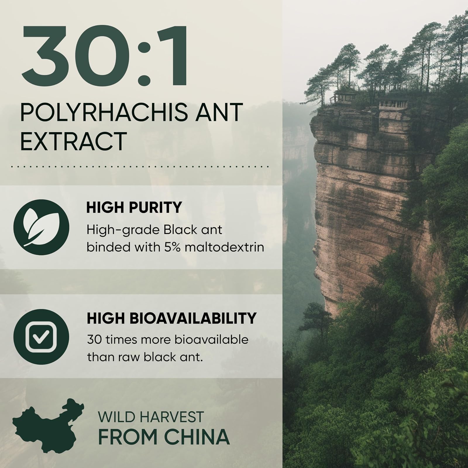 boost your energy with black ant extract